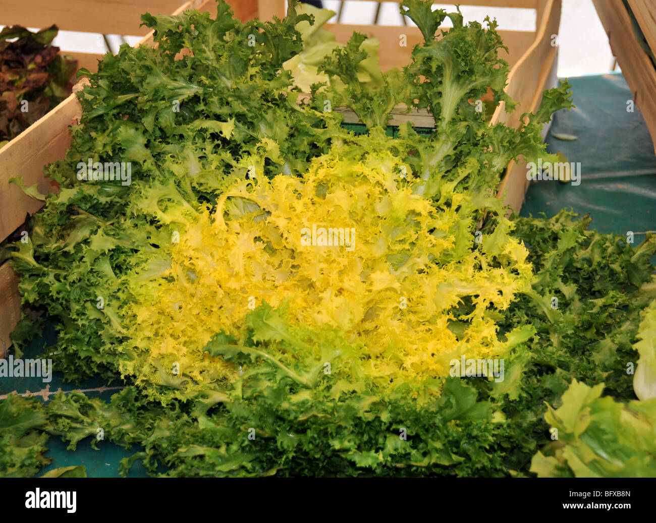 market fresh vegetable escarole endive food Stock Photo - Alamy