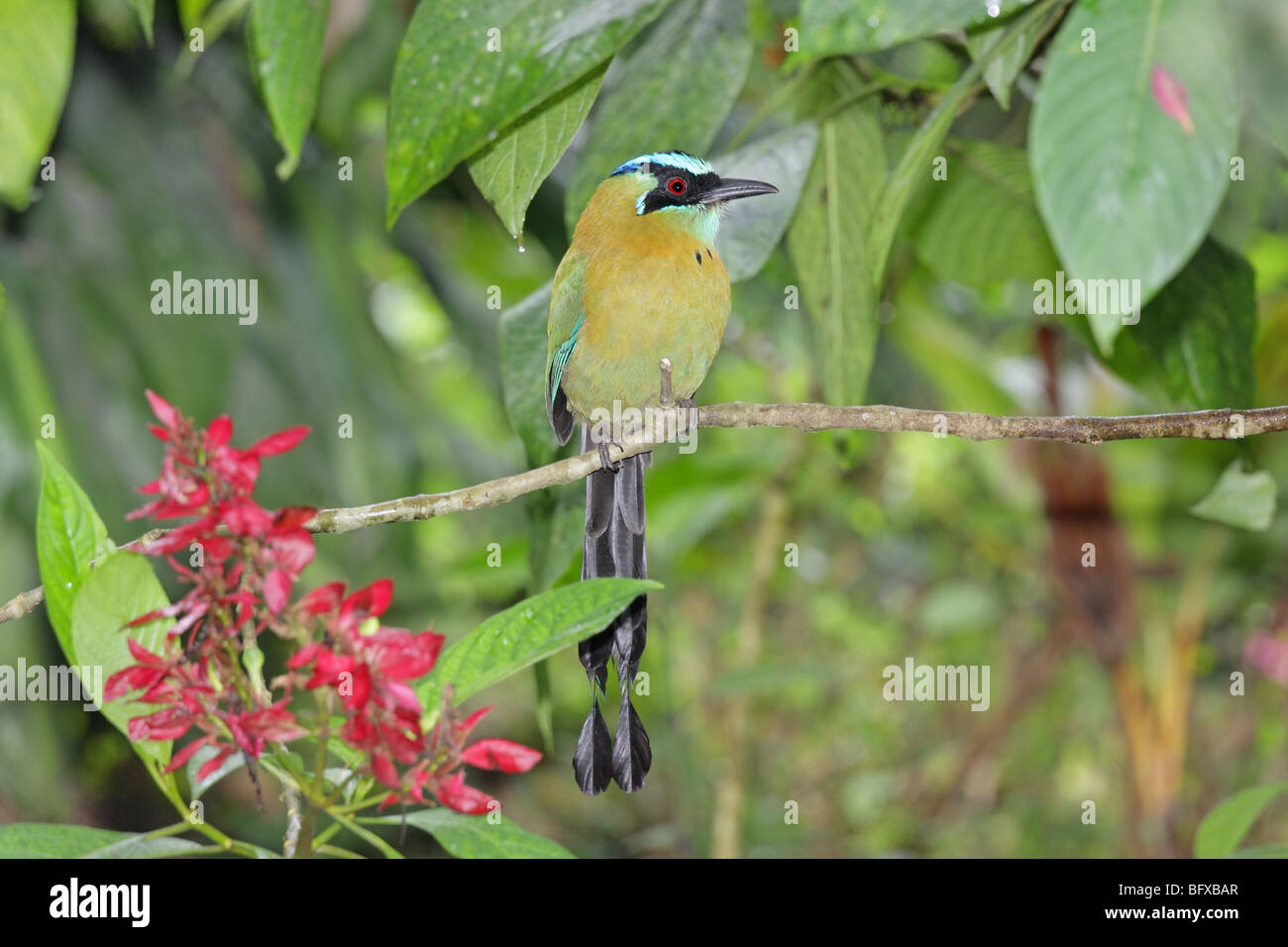 Motmot Bird High Resolution Stock Photography and Images - Alamy