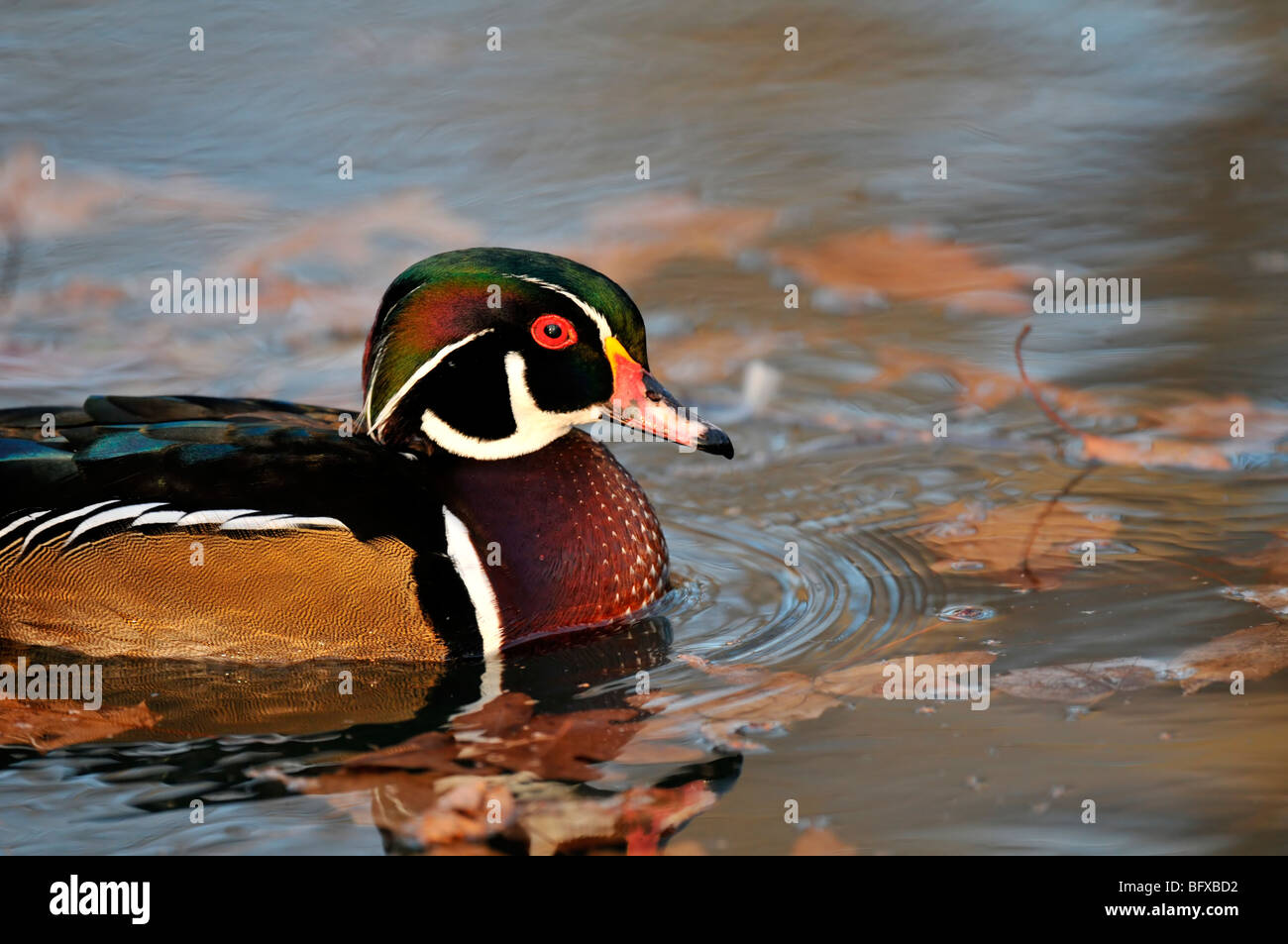 Wood duck- Aix sponsa Stock Photo - Alamy