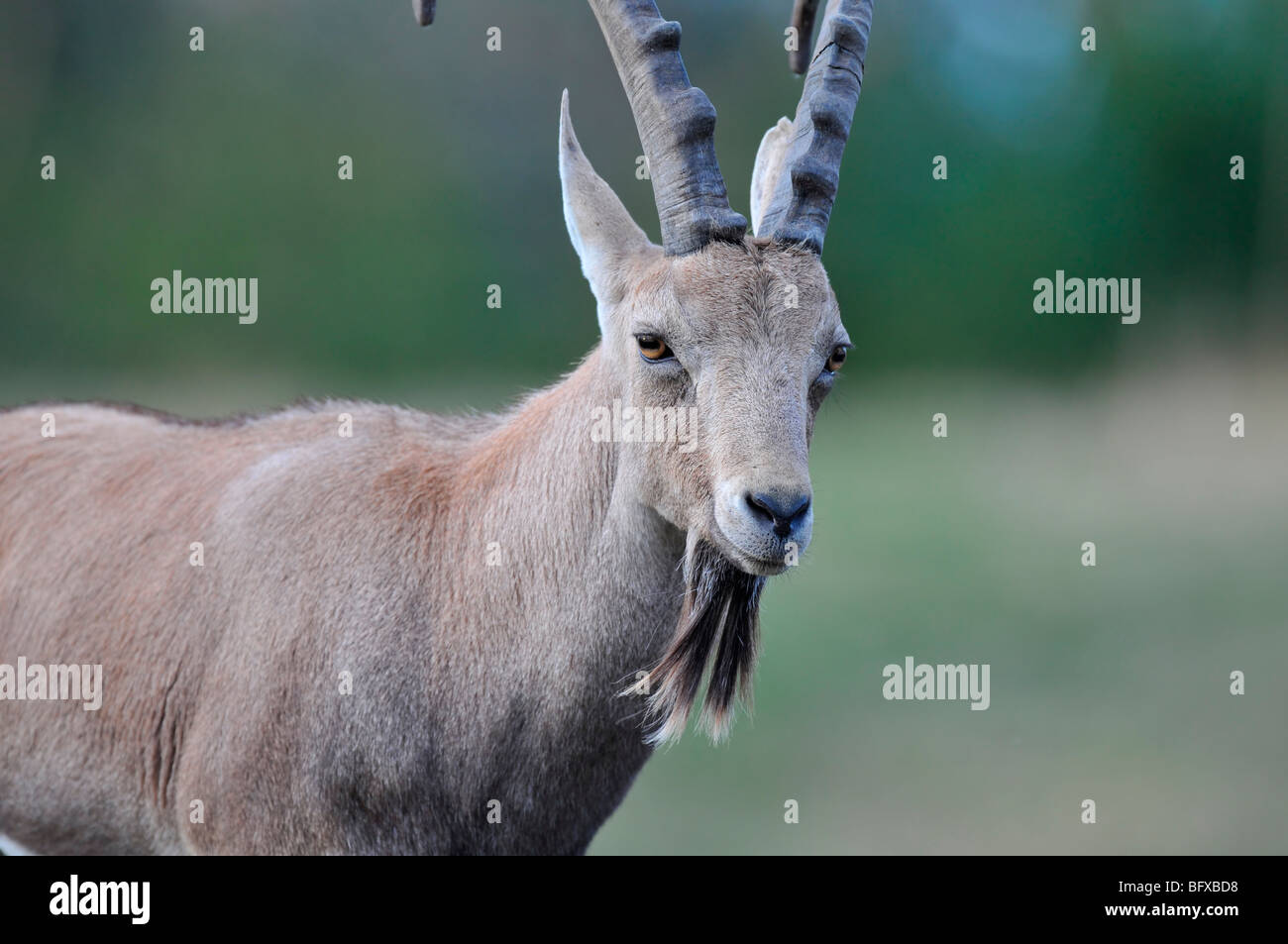 A Nubian Ibex- Capra nubiana Stock Photo - Alamy