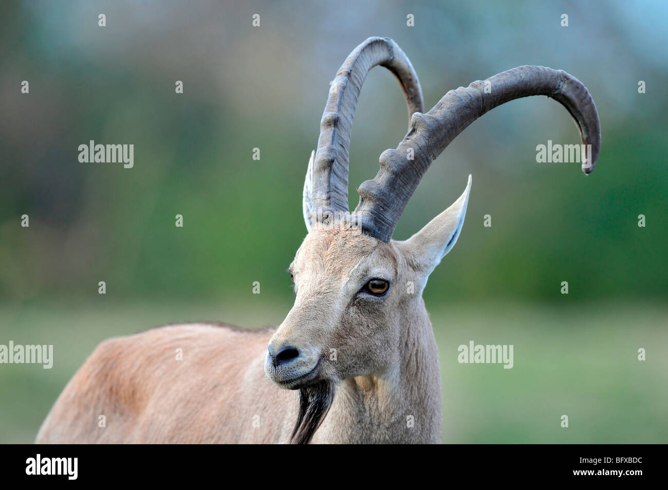 A Nubian Ibex- Capra nubiana Stock Photo - Alamy