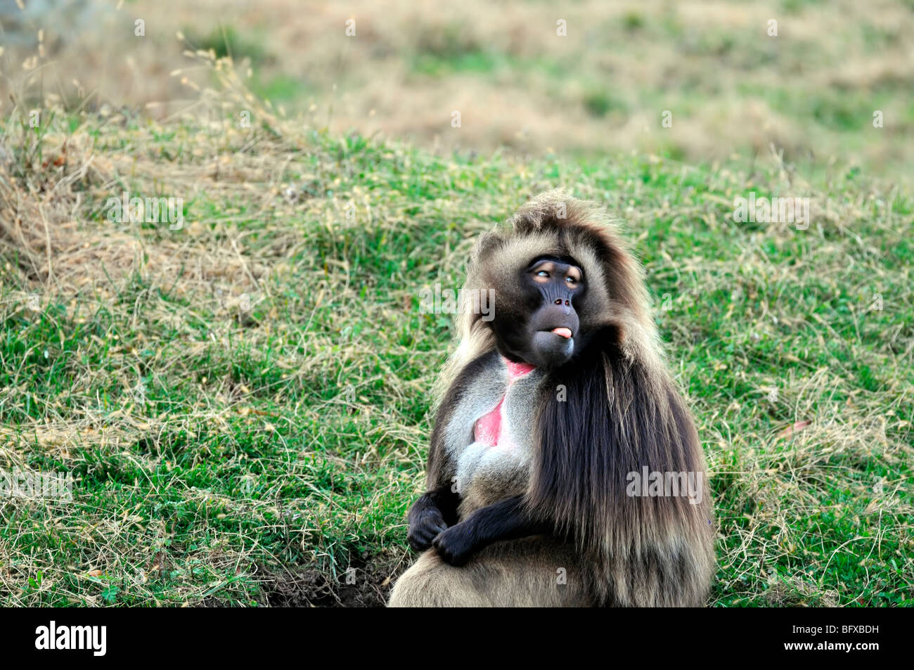 Gelada Baboon- Theropithecus gelada Stock Photo - Alamy