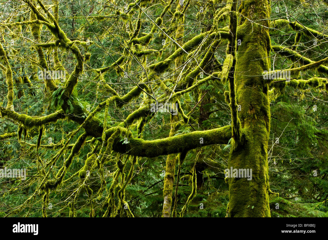 Moss-draped tree branches in old-growth rain forest, MacMillan PP ...