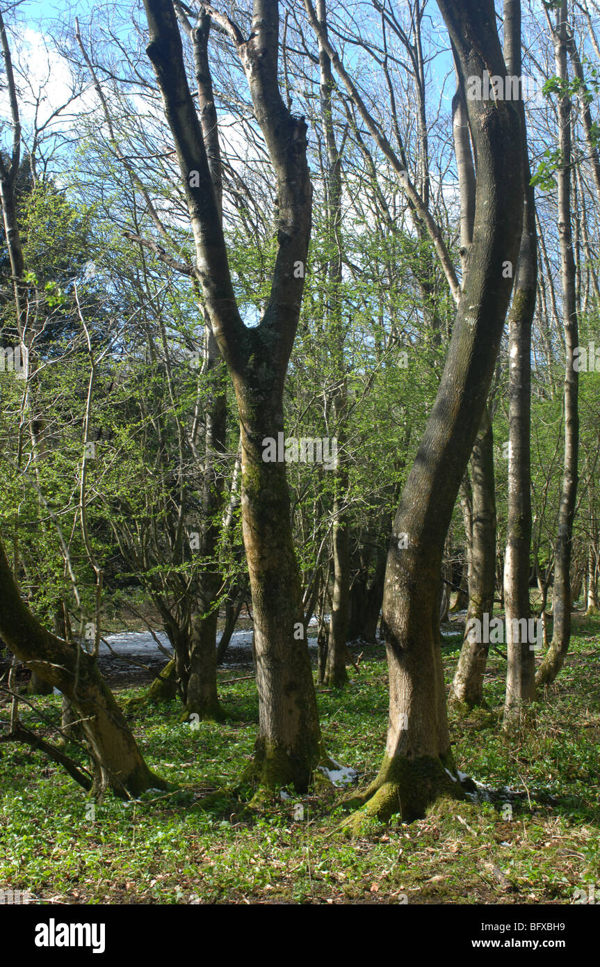 Ash Trees, Kingley Vale National Nature Reserve, Chichester, West ...