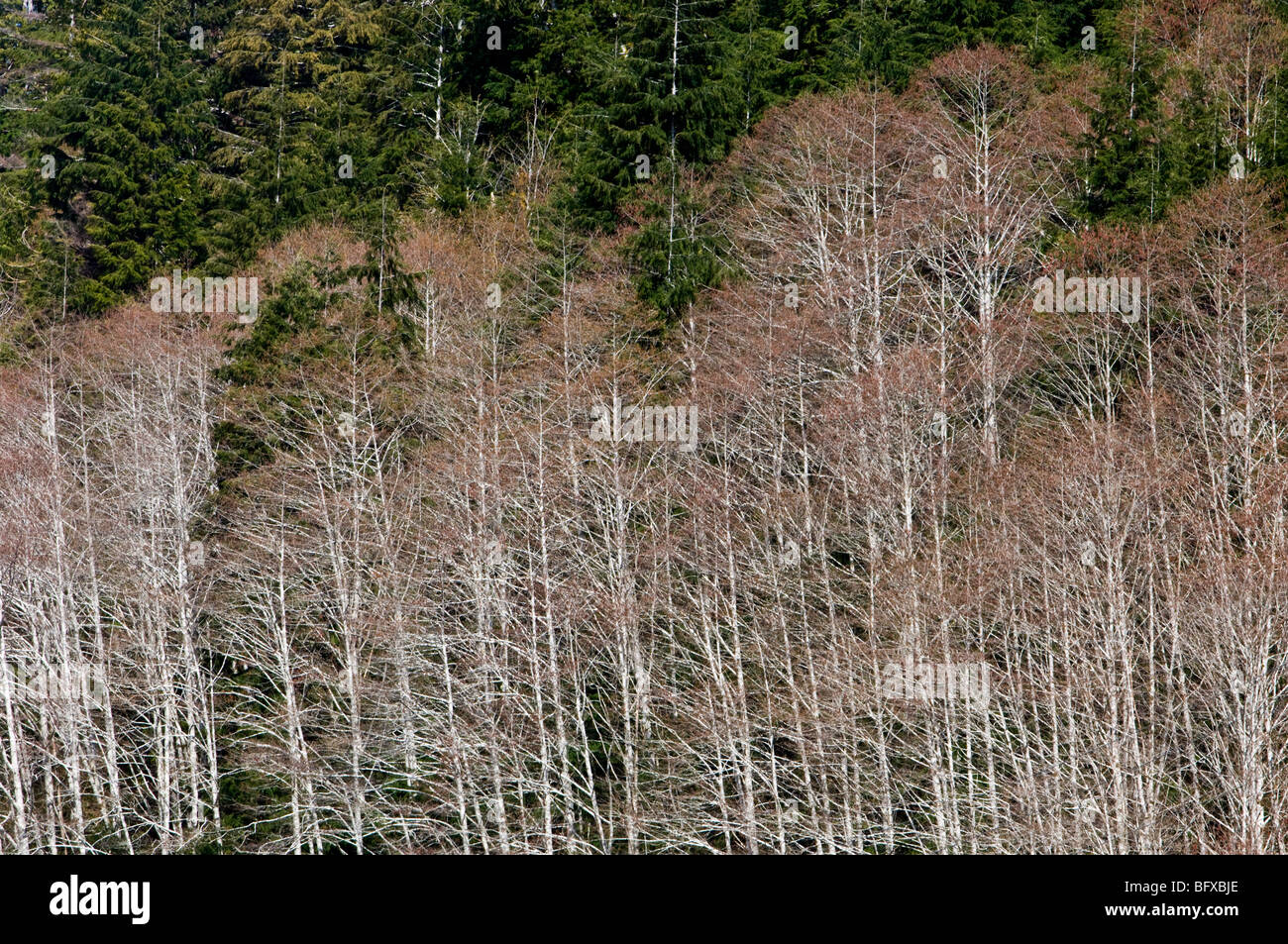 Red alder grove hi-res stock photography and images - Alamy