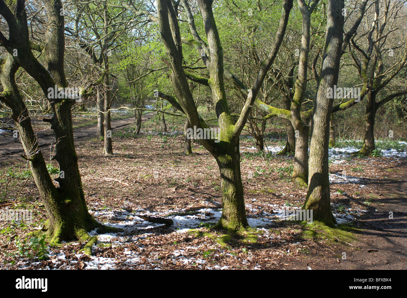 Ash Trees, Kingley Vale National Nature Reserve, Chichester, West ...