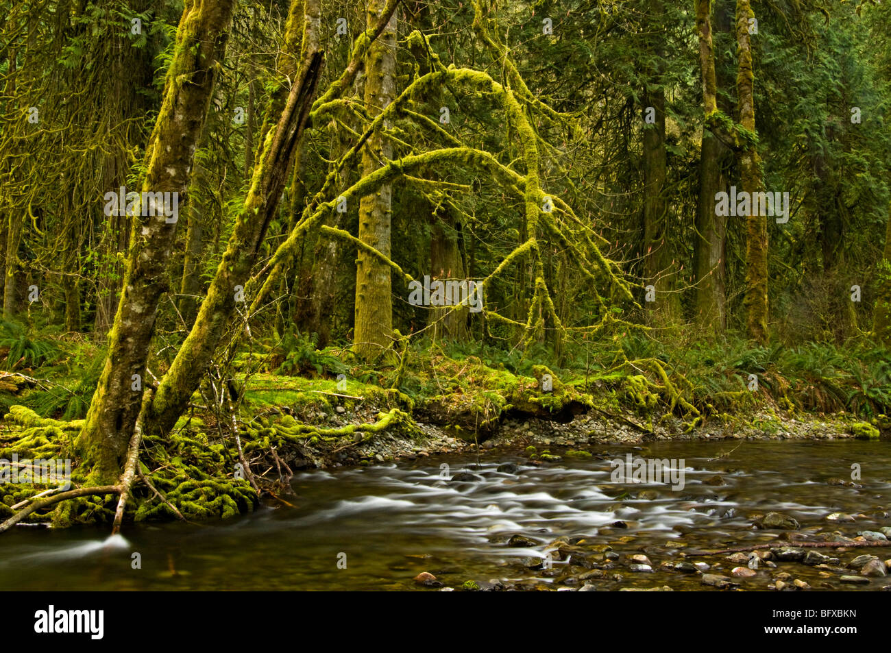 Goldstream creek and mossy shoreline, Goldstream PP, Langford/Greater ...