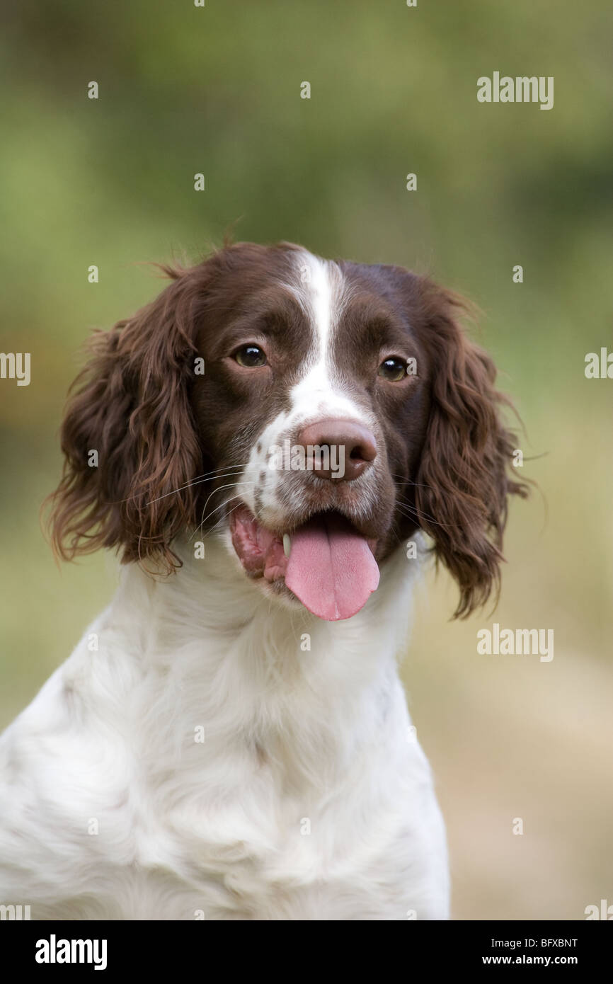 Springer spaniel hi-res stock photography and images - Alamy