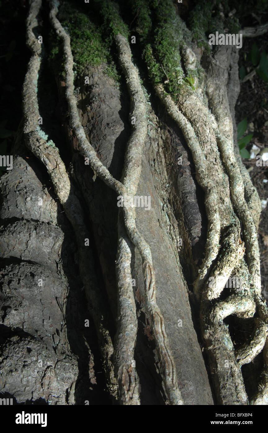 Vines Growing on Trees, Kingley Vale National Nature Reserve ...