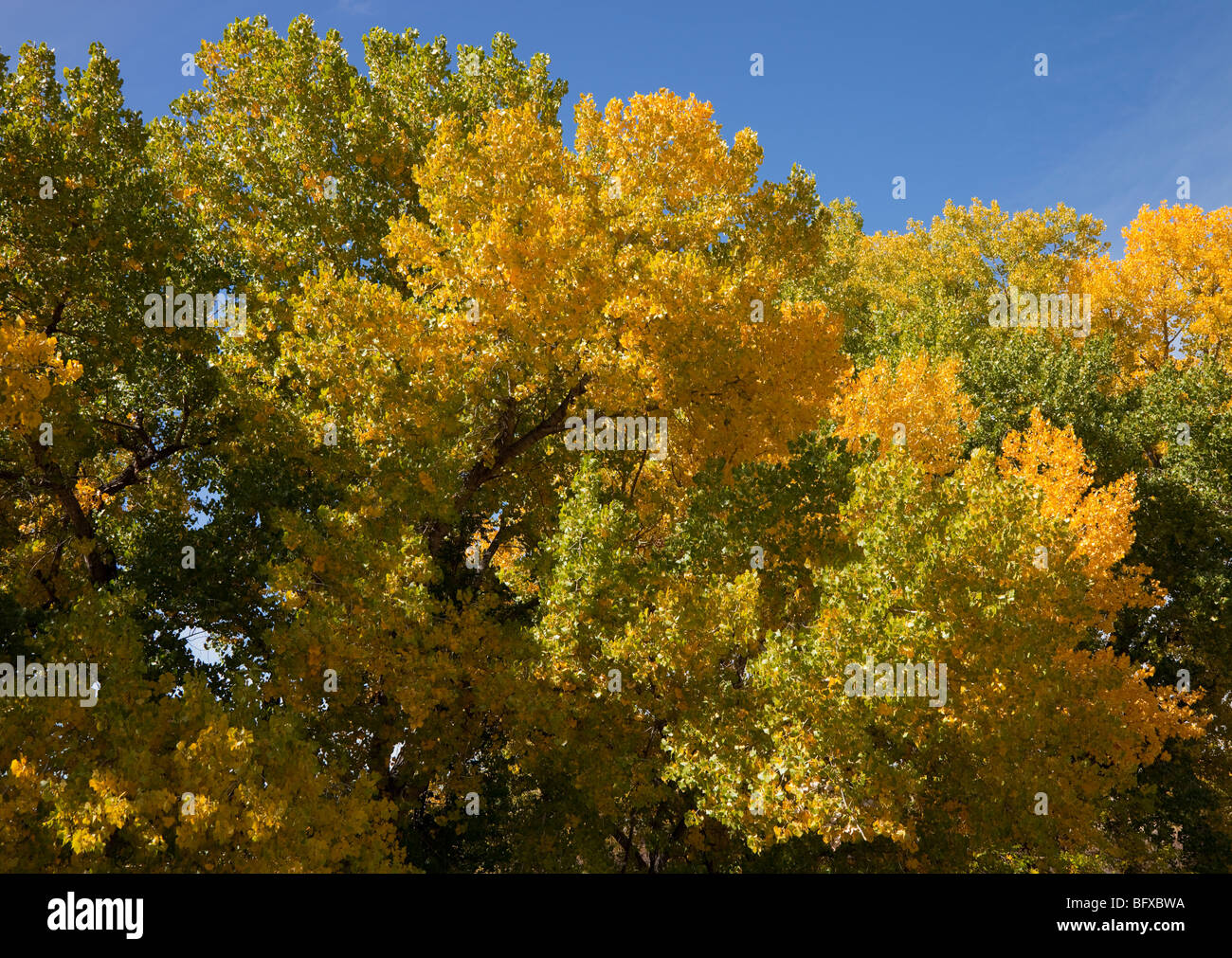 Fall cottonwood trees hi-res stock photography and images - Alamy