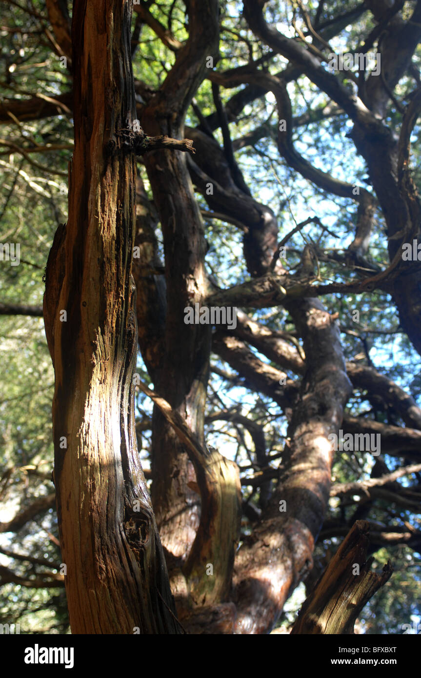 Yew Trees, Kingley Vale National Nature Reserve, Chichester, West ...