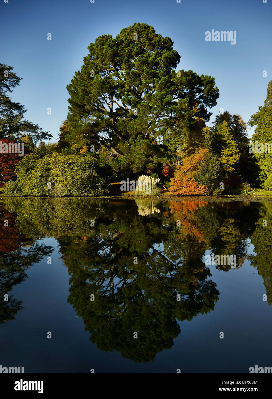 Trees reflected, mirror-like, in still lake water Stock Photo - Alamy