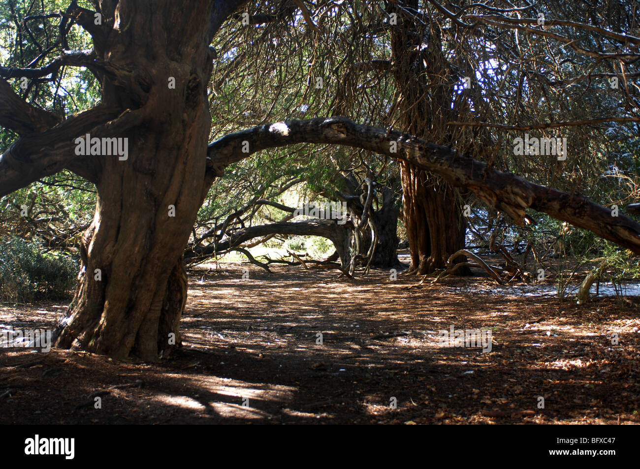 Yew Trees, Kingley Vale National Nature Reserve, Chichester, West ...