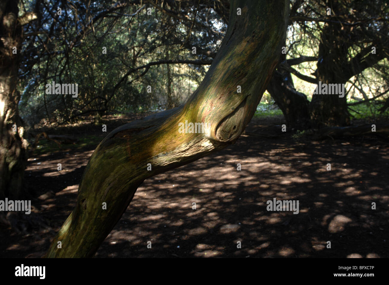Yew Trees, Kingley Vale National Nature Reserve, Chichester, West ...