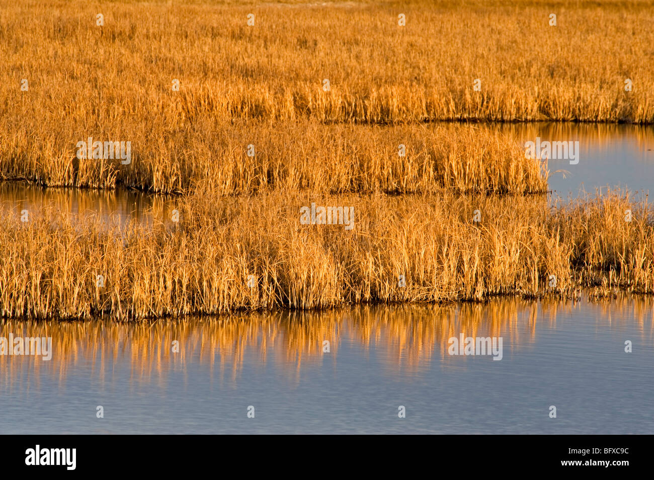 Wetland grasses and reflections, Cadillac, Saskatchewan, Canada Stock ...
