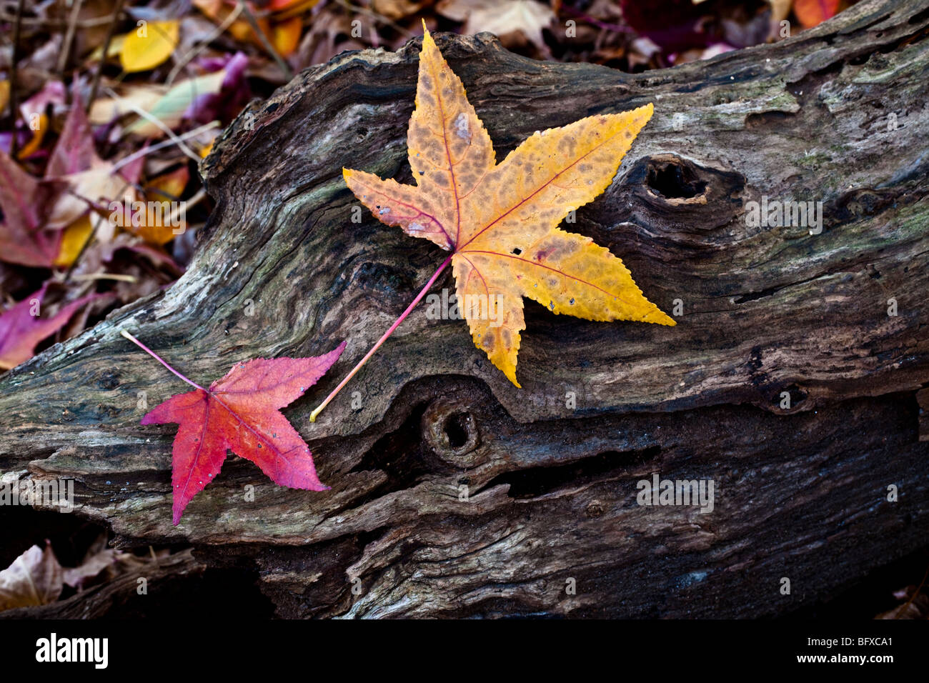 Autumn leaves on the forest floor in Central Park in Autumn on log ...