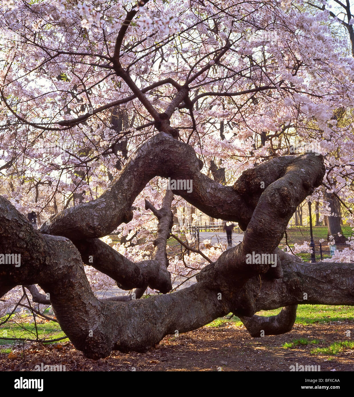 Japanese cherry tree in spring in Central Park Stock Photo - Alamy