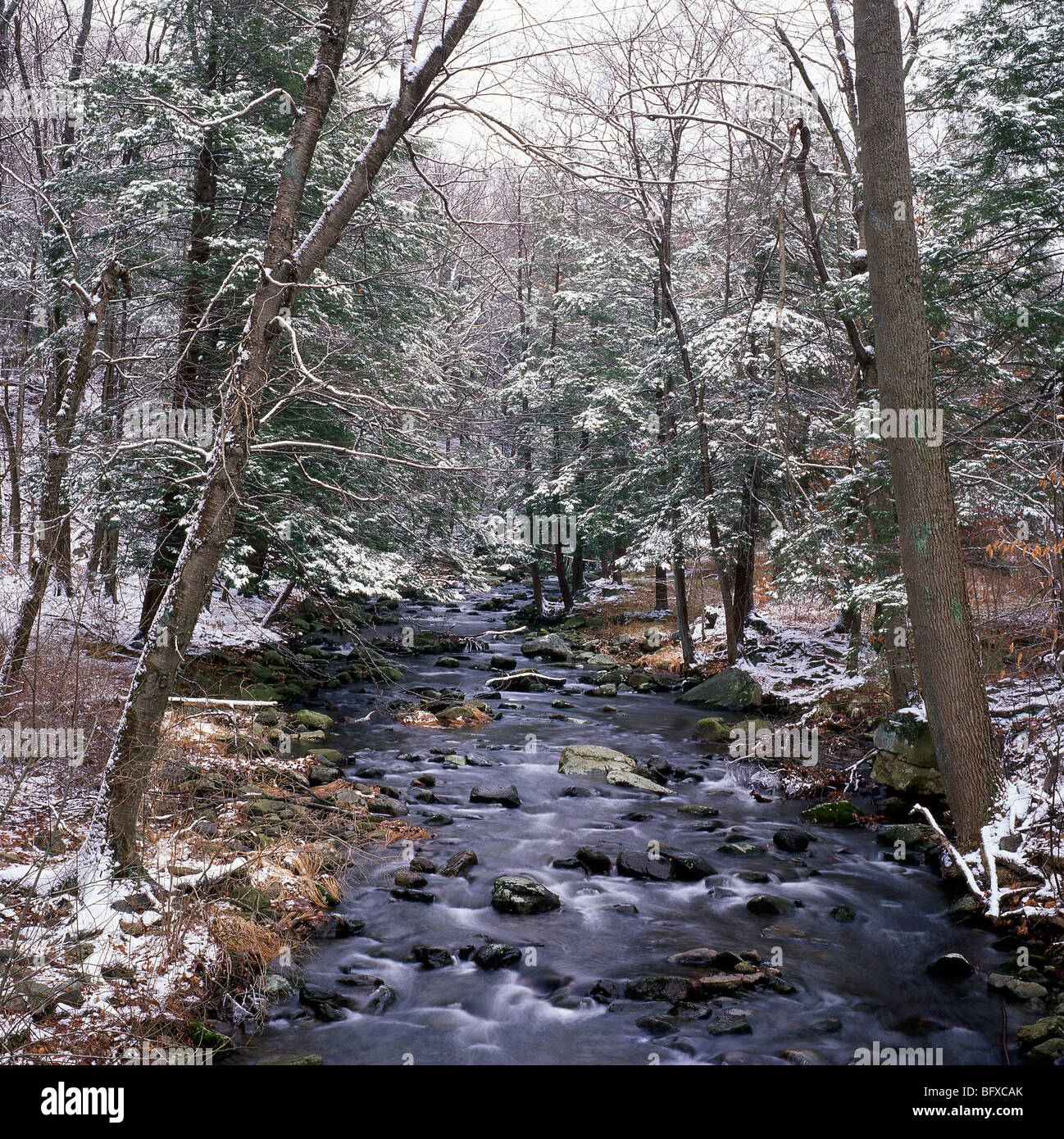 Winter Mountain Stream