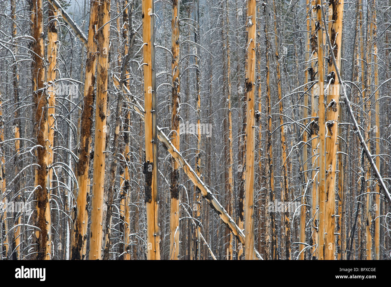 Burned aspen grove along Bow Valley Parkway, Banff National Park ...