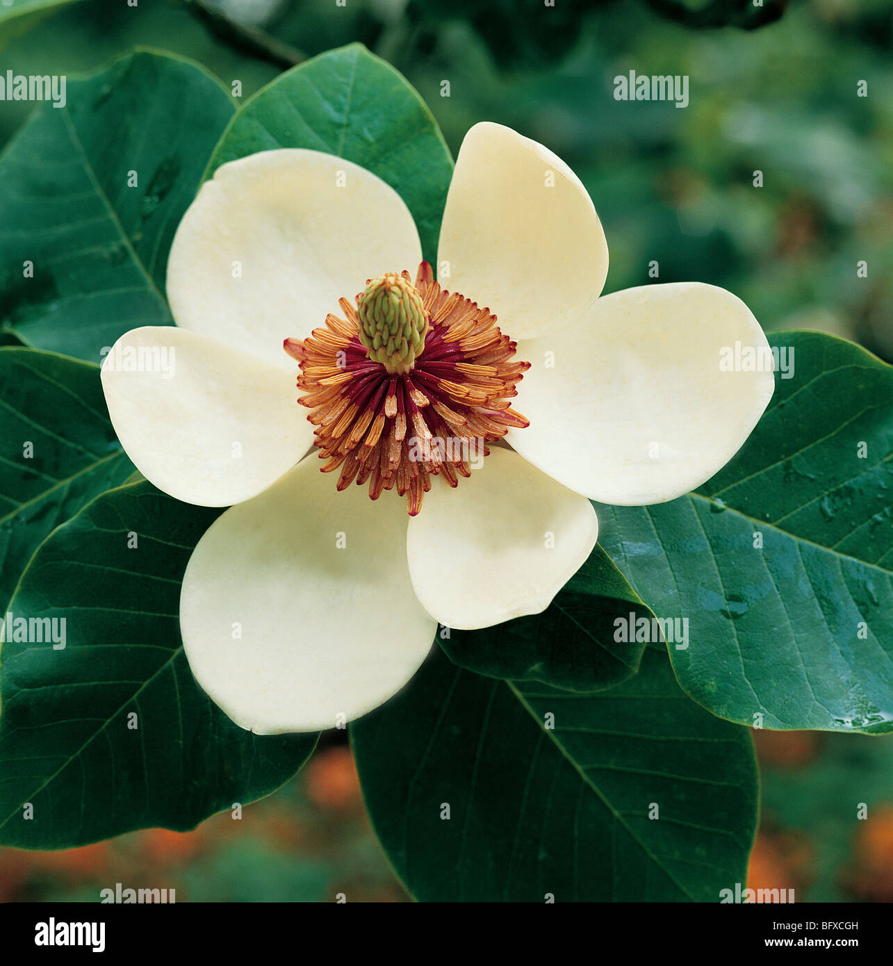 Magnolia wilsonii Flowering Stock Photo - Alamy