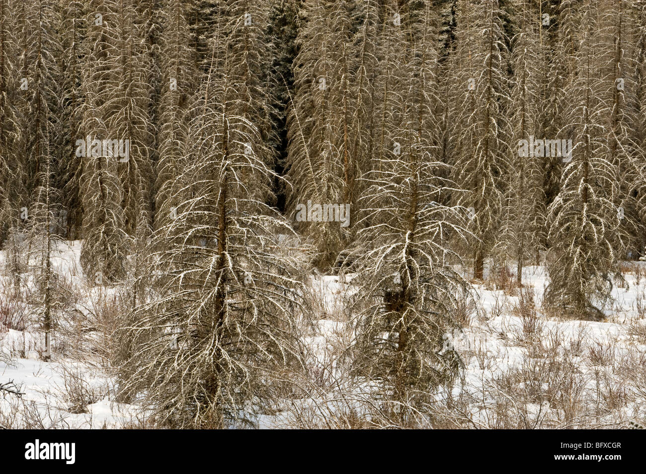 Snow-dusted trees in wetland, Banff National Park, Alberta, Canada ...