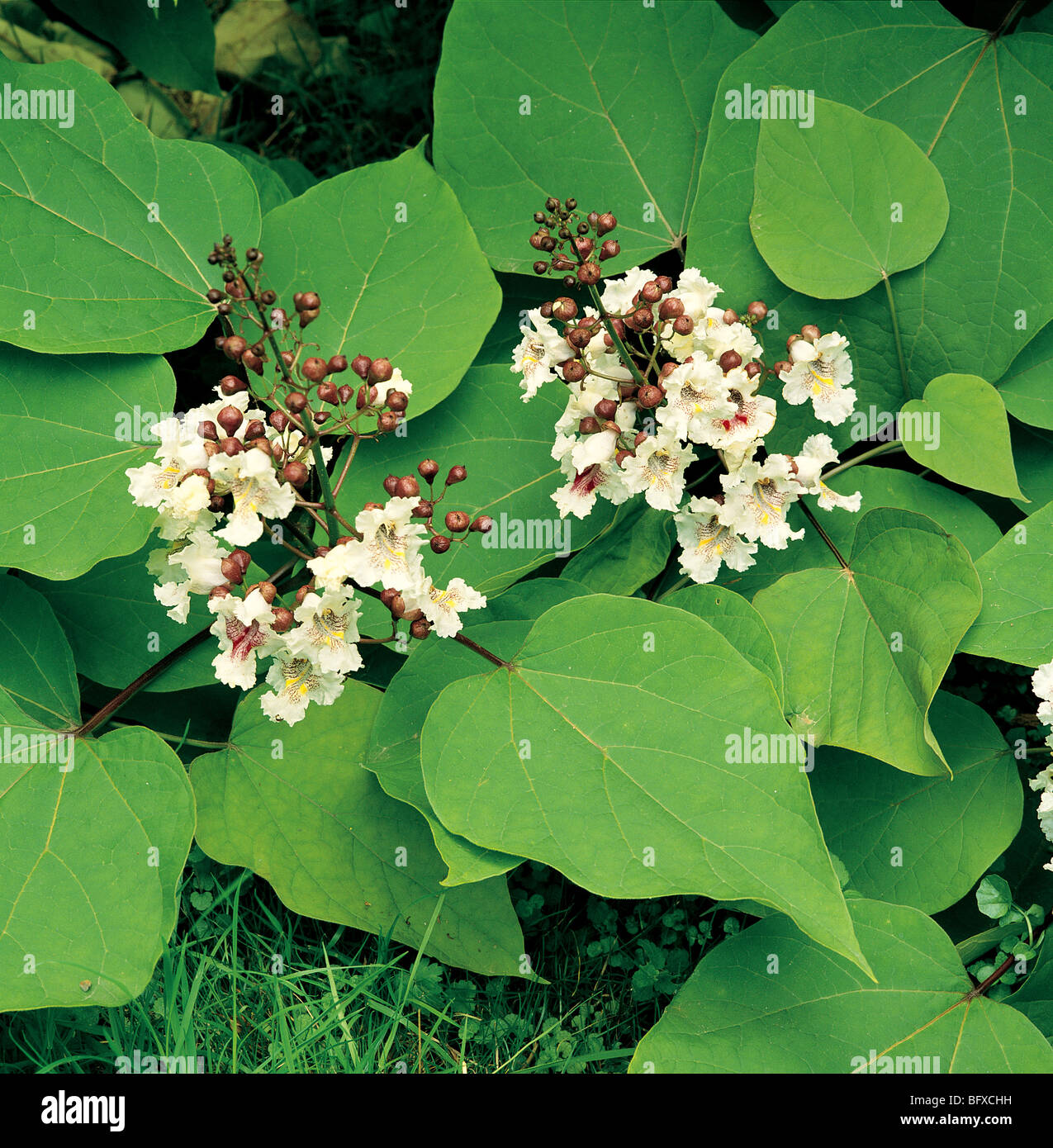 Catalpa bignonioides 'Indian Bean Tree' Stock Photo - Alamy