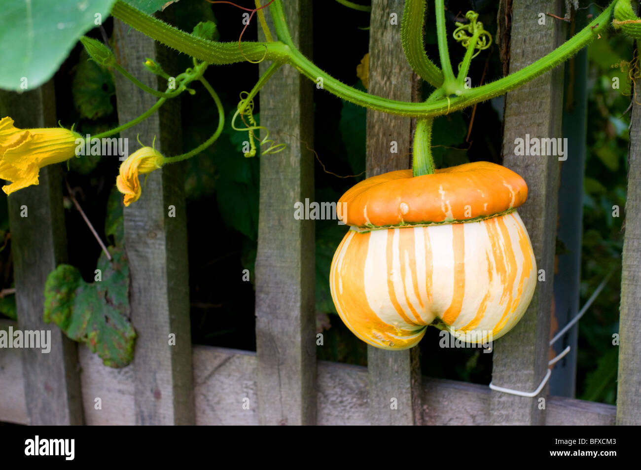 Turks Turban Squash