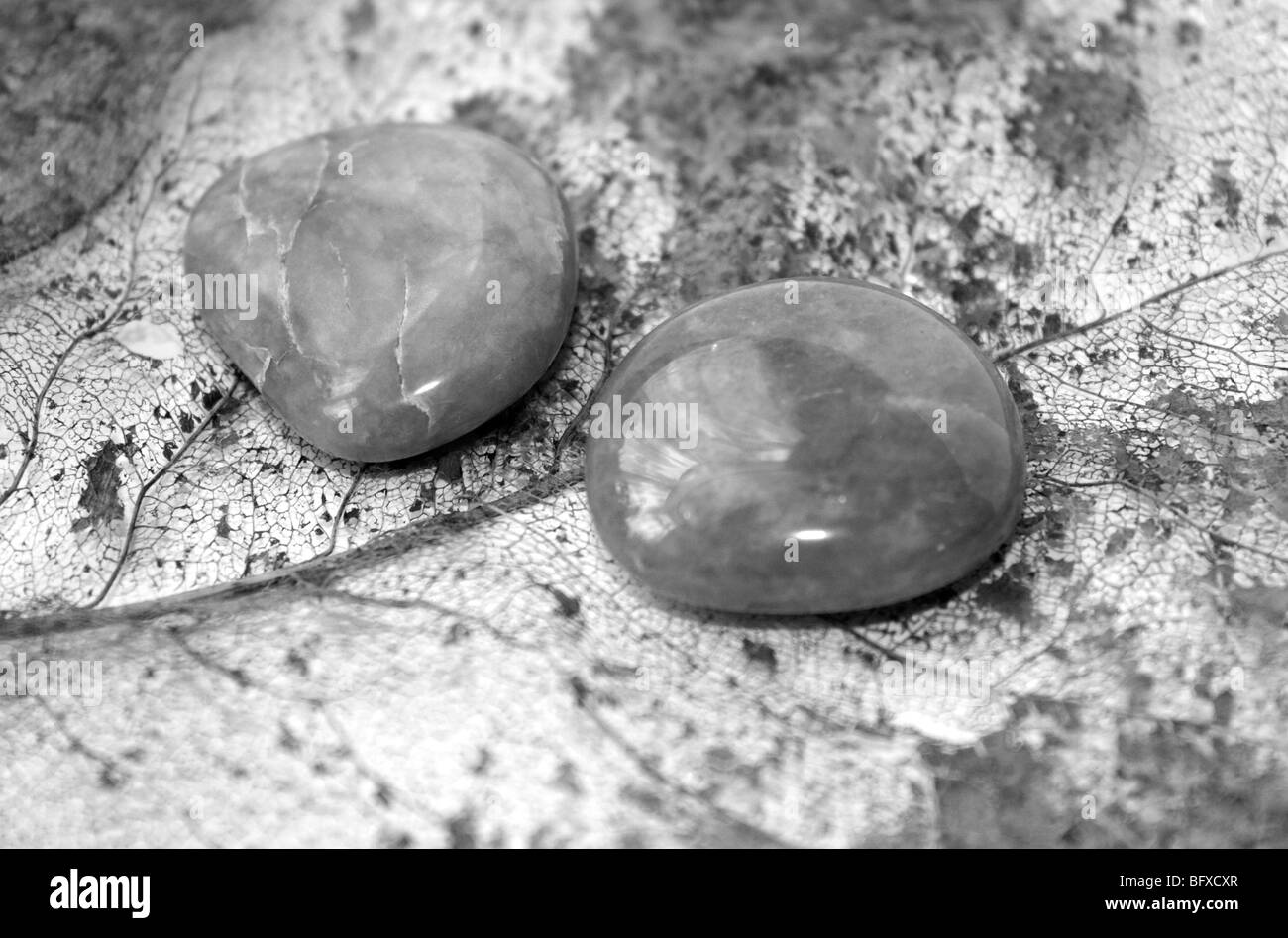 Polished pebbles with skeleton leaf Stock Photo - Alamy