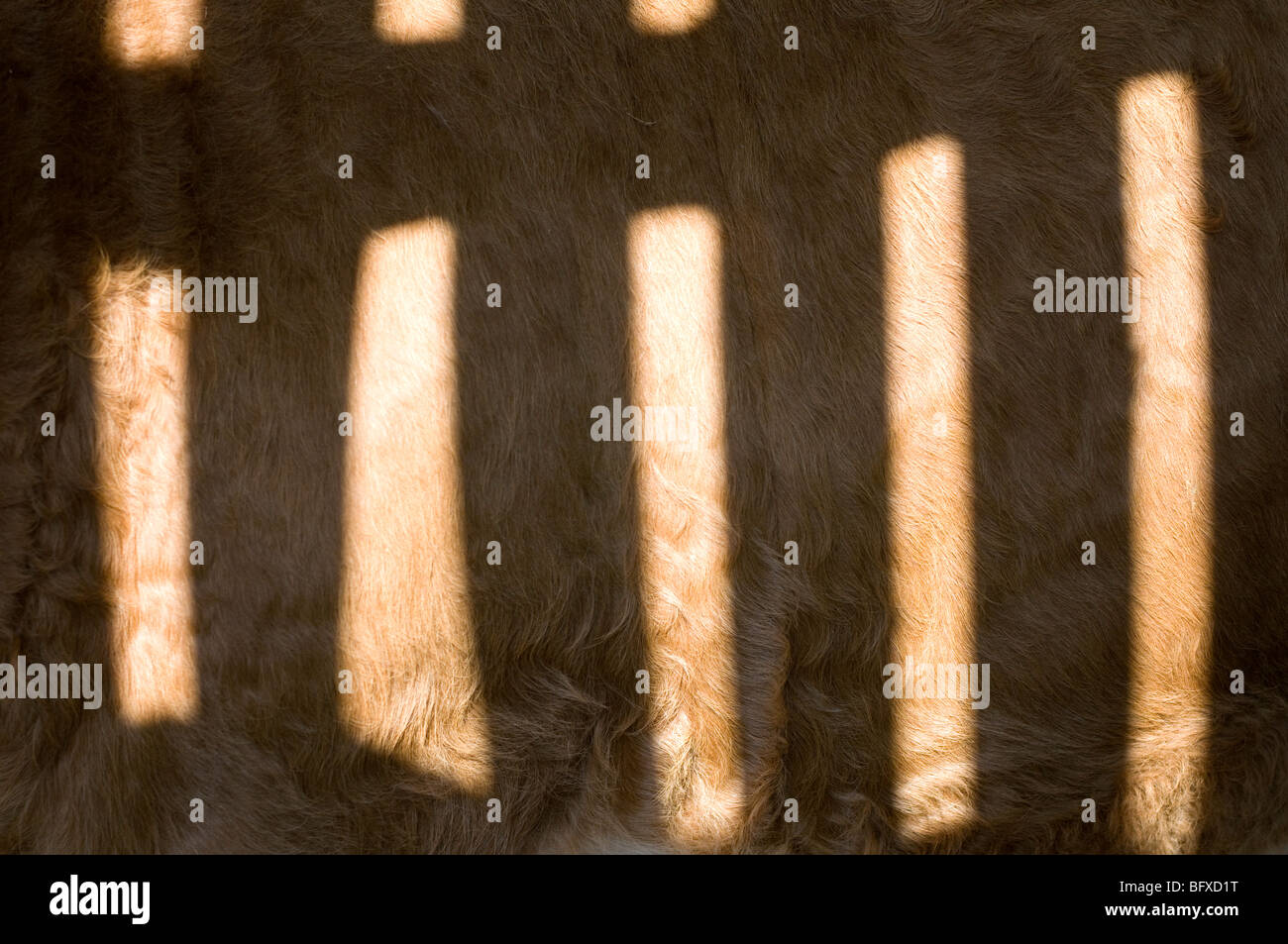 Cow shadow hi-res stock photography and images - Alamy