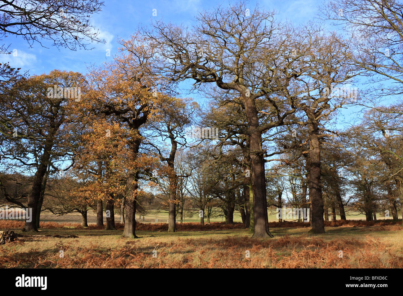 Oak Trees at Richmond Park Surrey England UK Stock Photo - Alamy