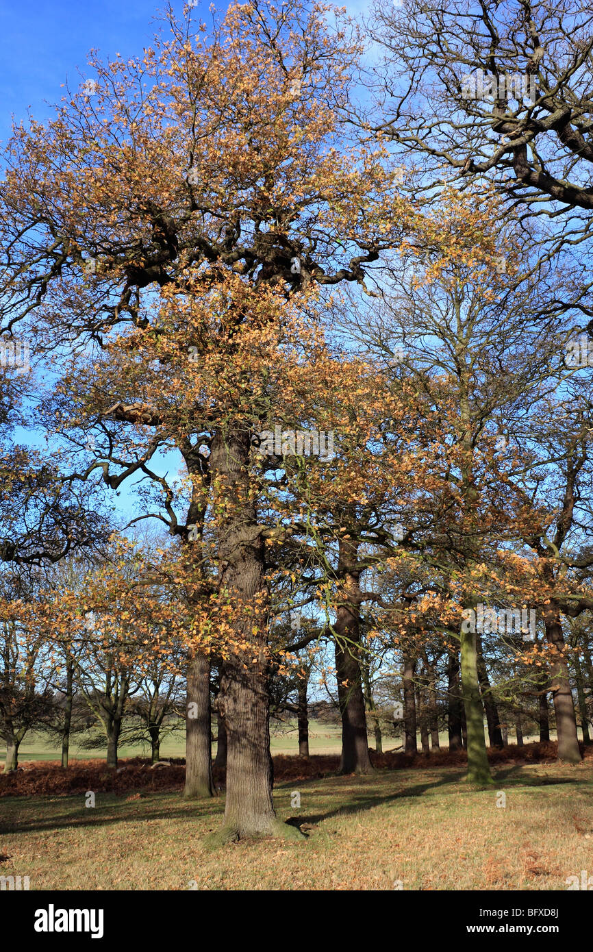 Oak Trees at Richmond Park Surrey England UK Stock Photo - Alamy