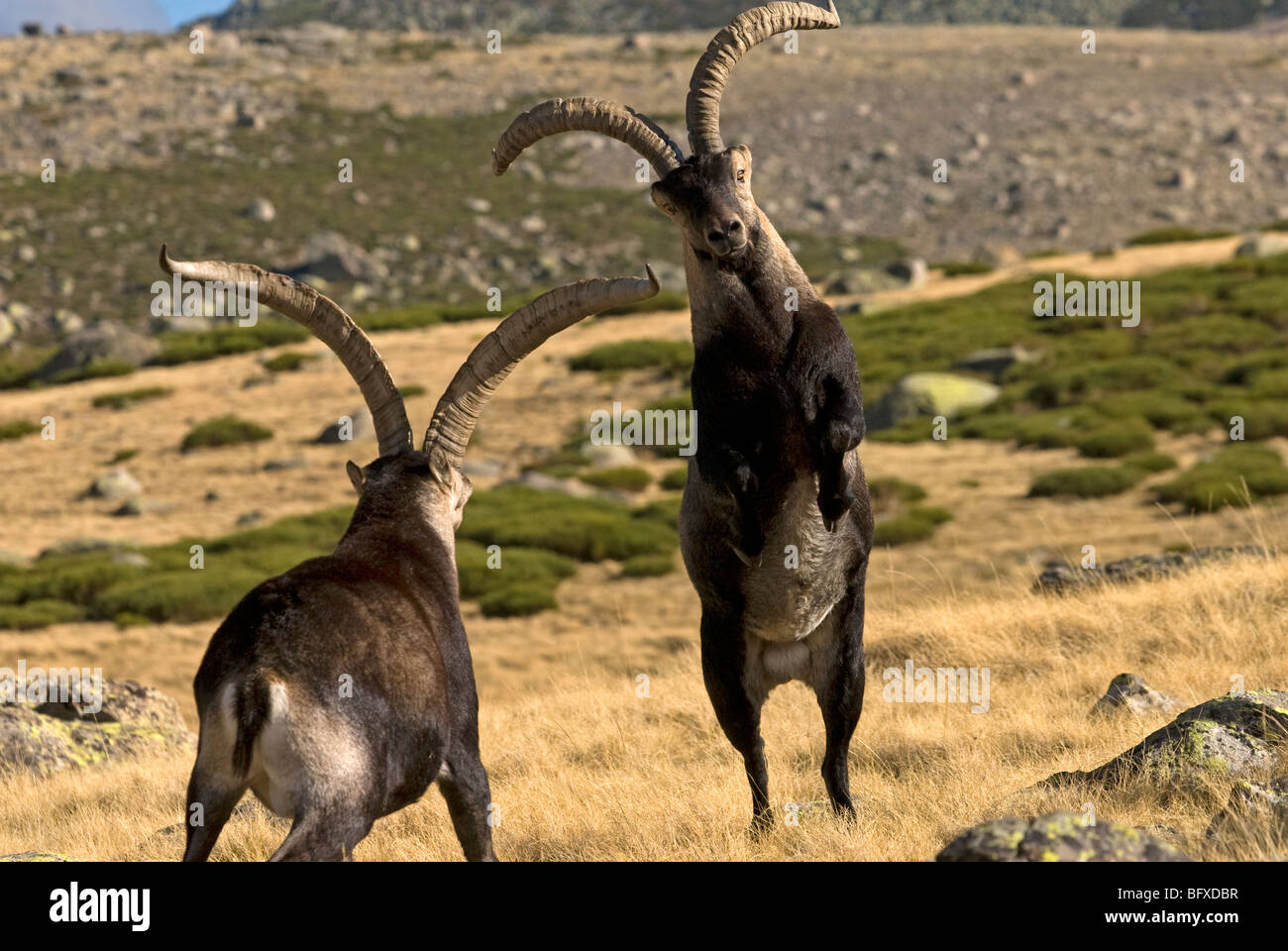 Male Spanish Ibex rearing up on hind legs about to deliver head blow to ...