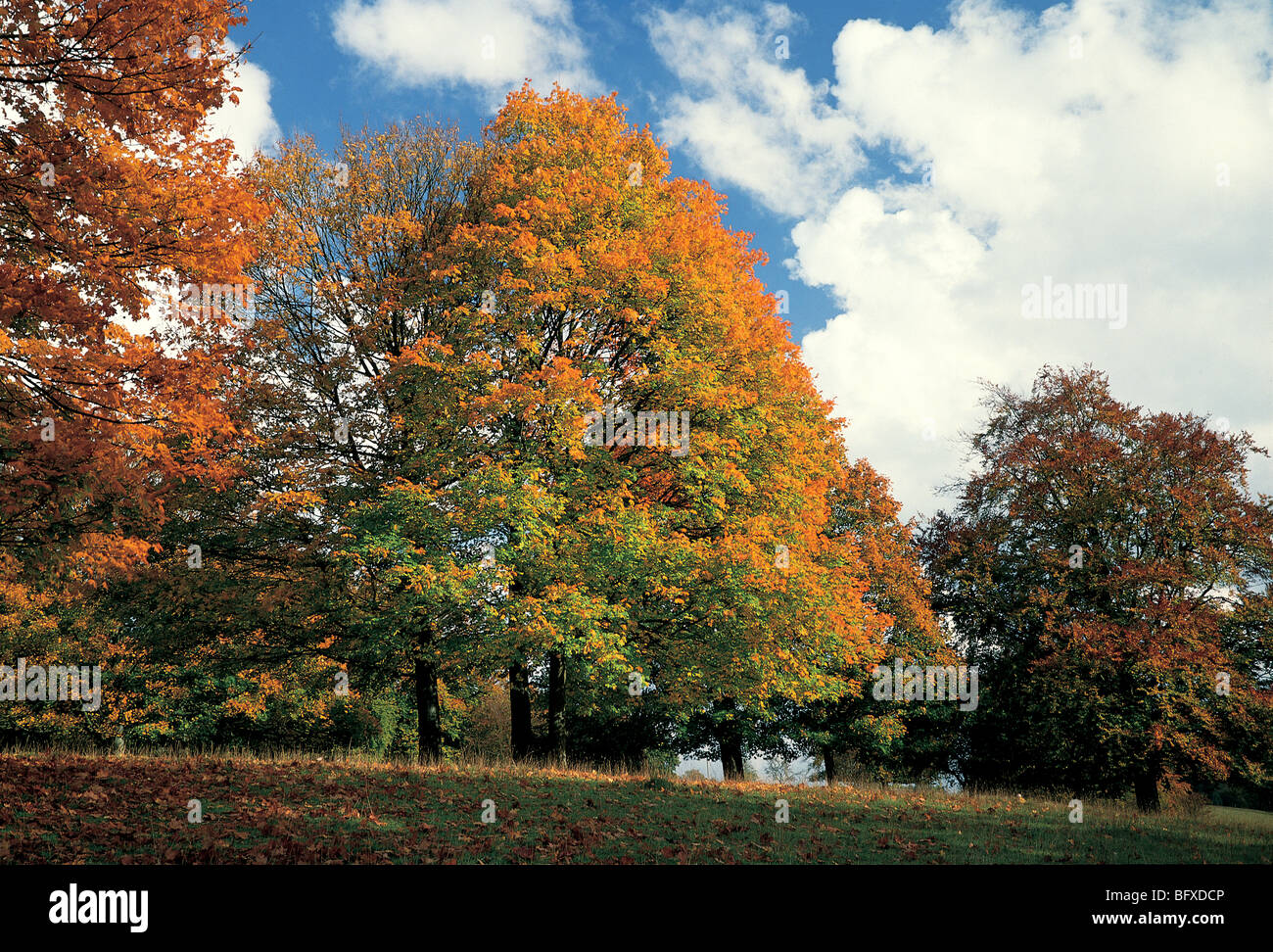 Autumn colours at Westonbirt Arboretum Stock Photo - Alamy
