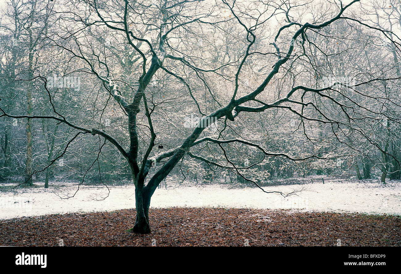 Westonbirt Tree in Winter Stock Photo - Alamy
