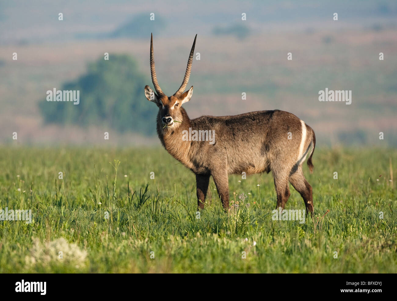 Waterbuck wildlife hi-res stock photography and images - Alamy