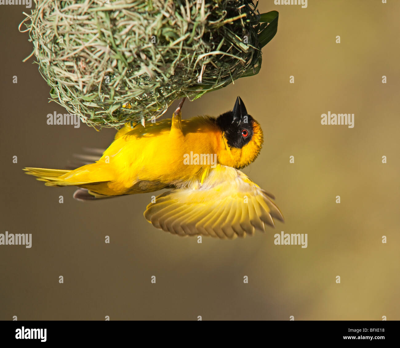 Weaver bird building nest hi-res stock photography and images - Alamy