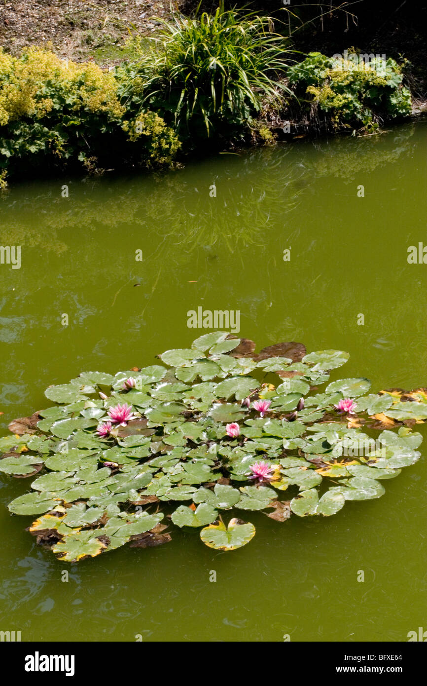 Lotus flowers at Eltham Palace gardens Stock Photo - Alamy