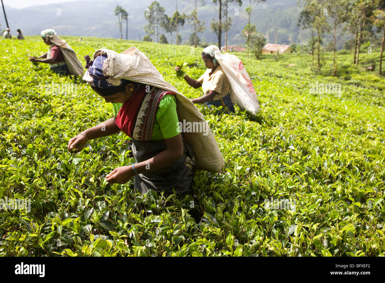 Pickers pick tea at a tea plantation in Sri Lanka. The Blue field tea ...