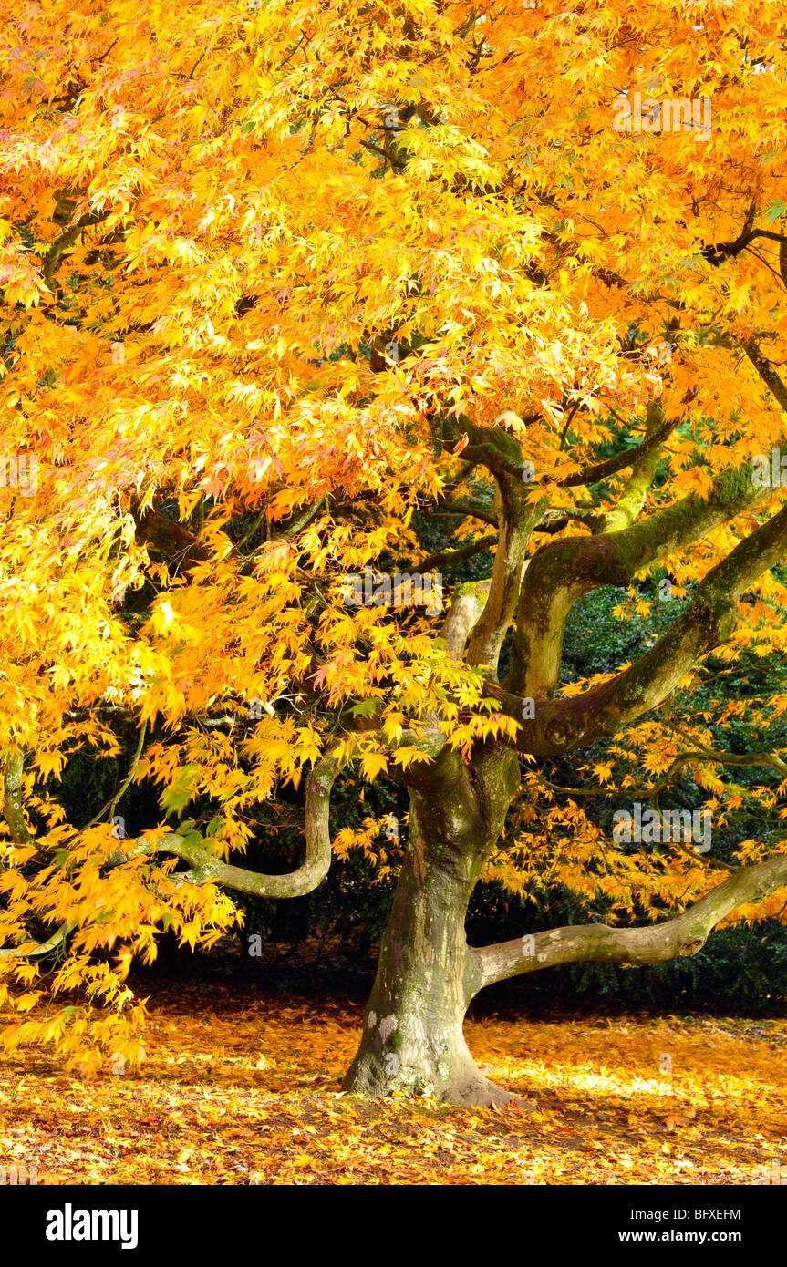 Autumn tree hi-res stock photography and images - Alamy