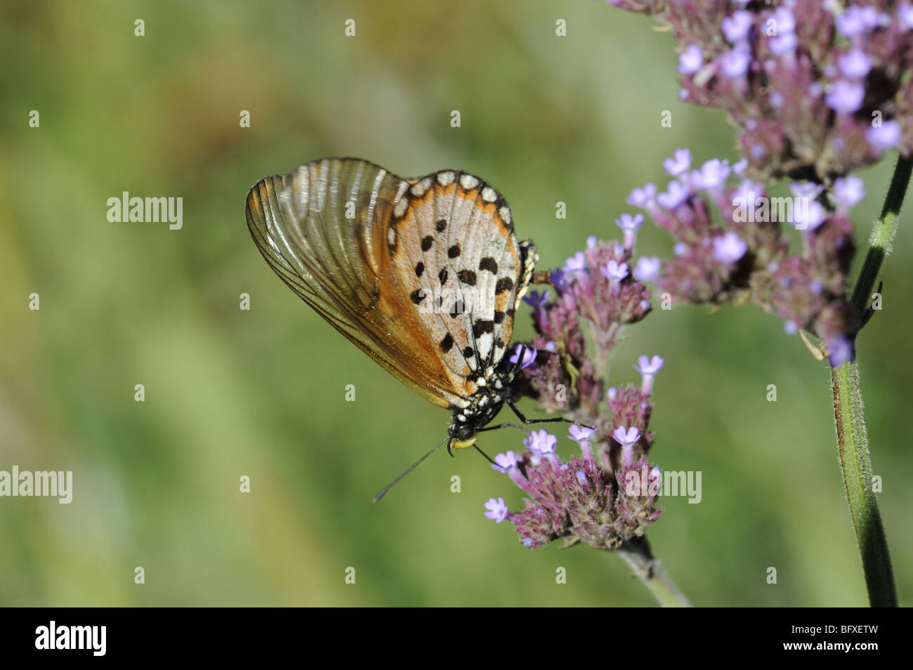 Acraea butterfly nymphalidae hi-res stock photography and images - Alamy
