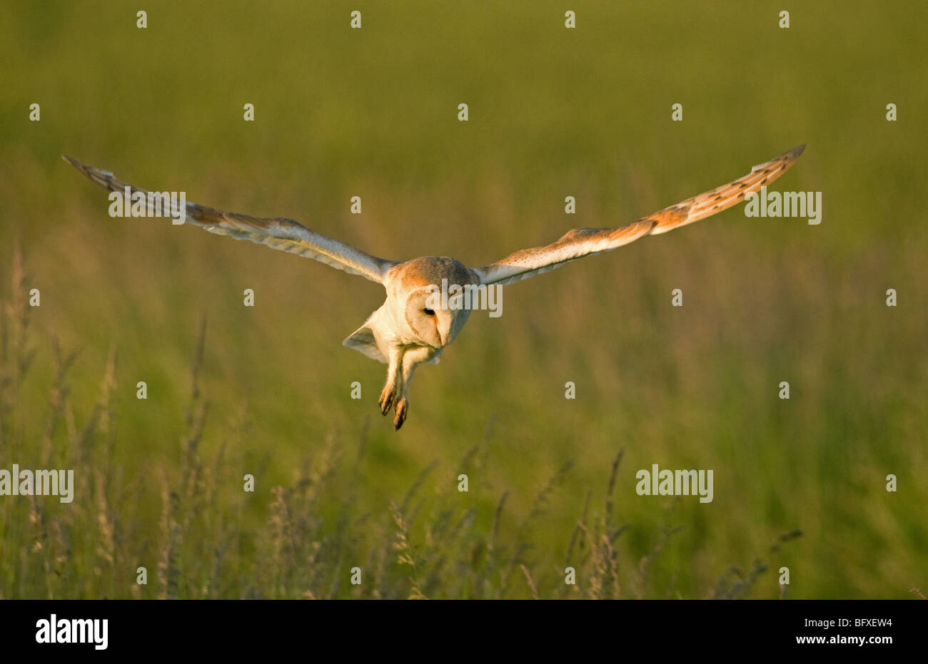 Barn owl hunting over field hi-res stock photography and images - Alamy