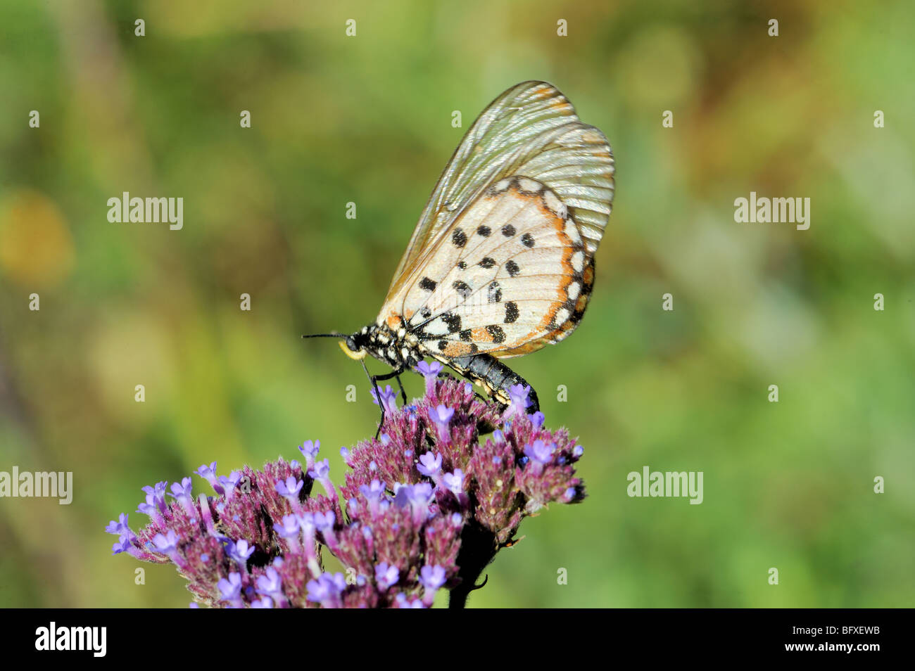 Butterfly on purple flower hi-res stock photography and images - Alamy