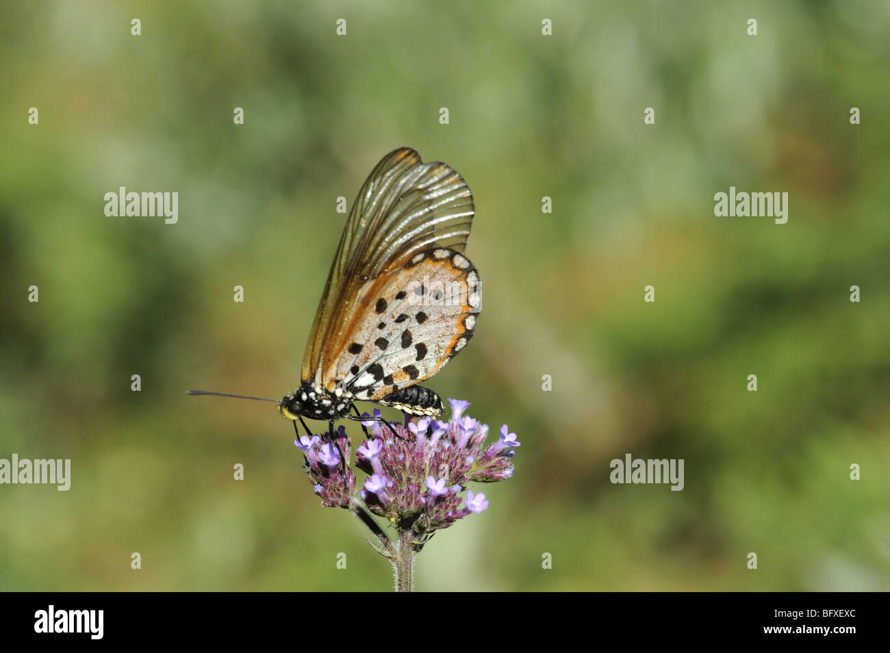 Fynbos butterfly hi-res stock photography and images - Alamy