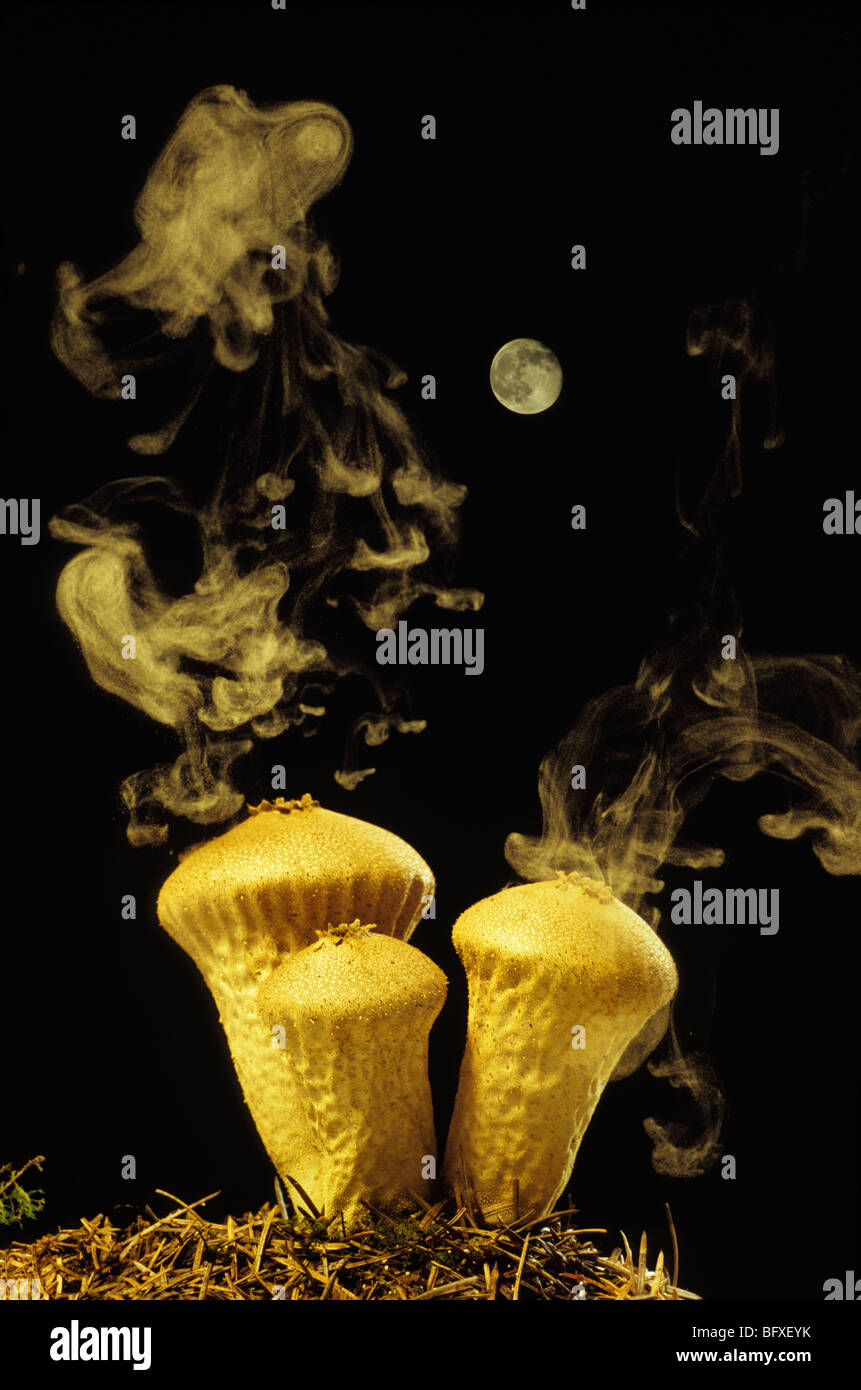 Common Puffballs releasing spores Stock Photo - Alamy