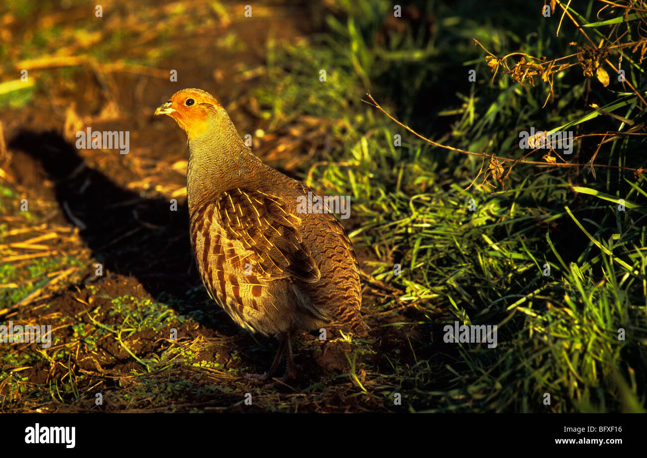 Nesting partridge hi-res stock photography and images - Alamy