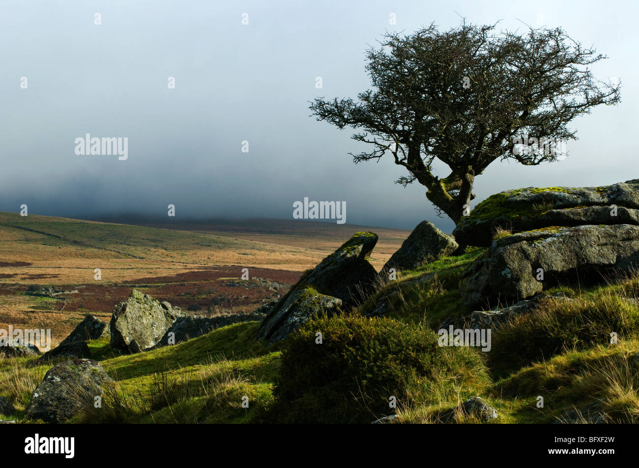 Hawthorn tree with granite rocks around base and heavy rain clouds in ...
