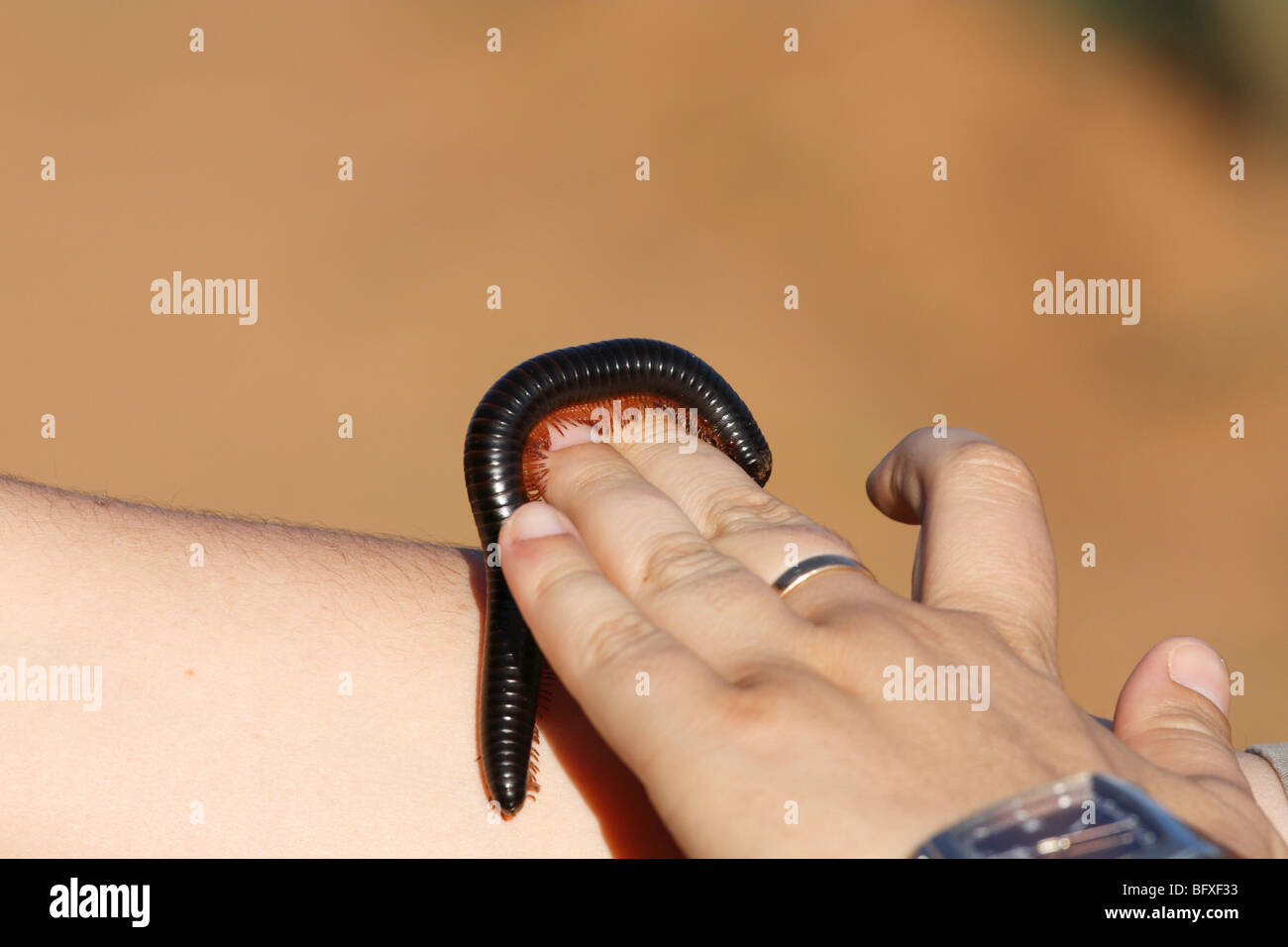 Shongololo hi-res stock photography and images - Alamy