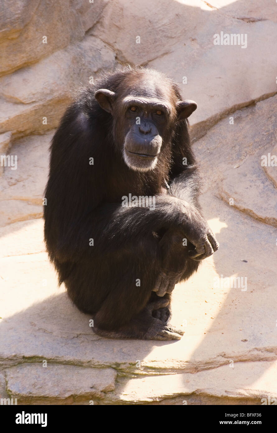 Chimpanzee looking at the camera hi-res stock photography and images ...