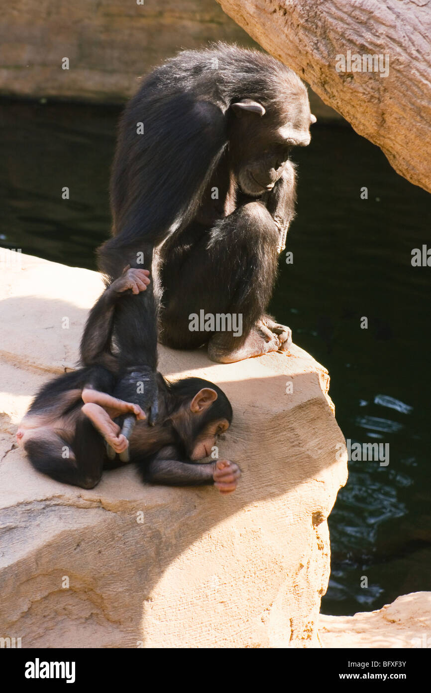Chimpanzee mother and baby hi-res stock photography and images - Alamy
