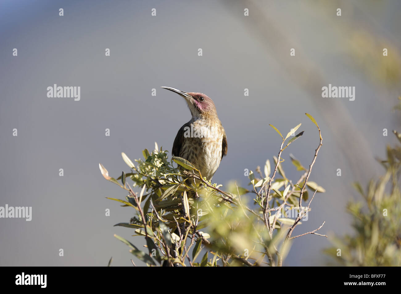 Sugarbird High Resolution Stock Photography and Images - Alamy